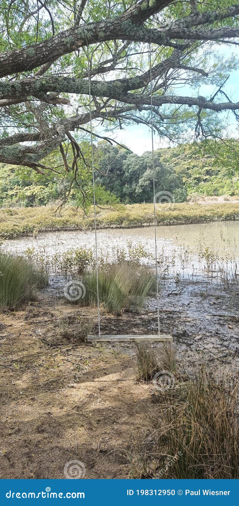 Swing by the River Covered in Mangrove Trees, Mud and Salt Water, Quite ...