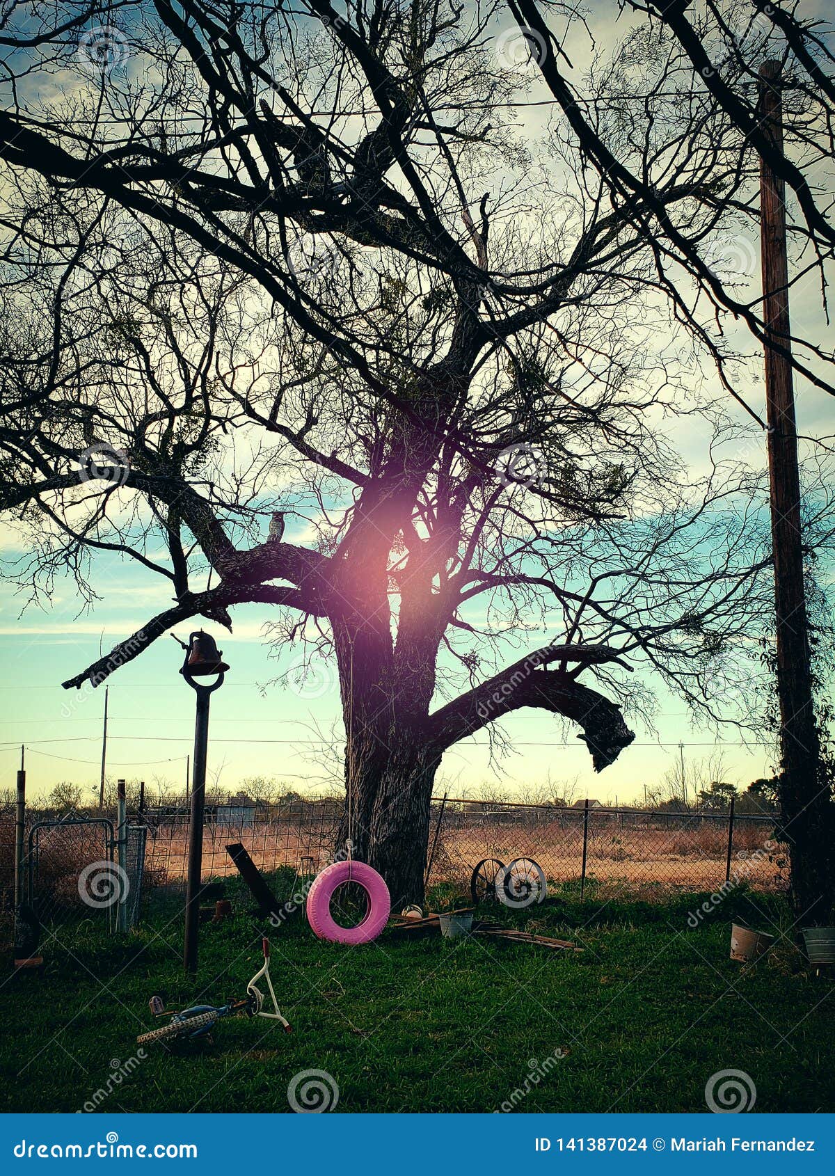 Swing stock photo. Image of tire, tree, ranch, swing - 141387024