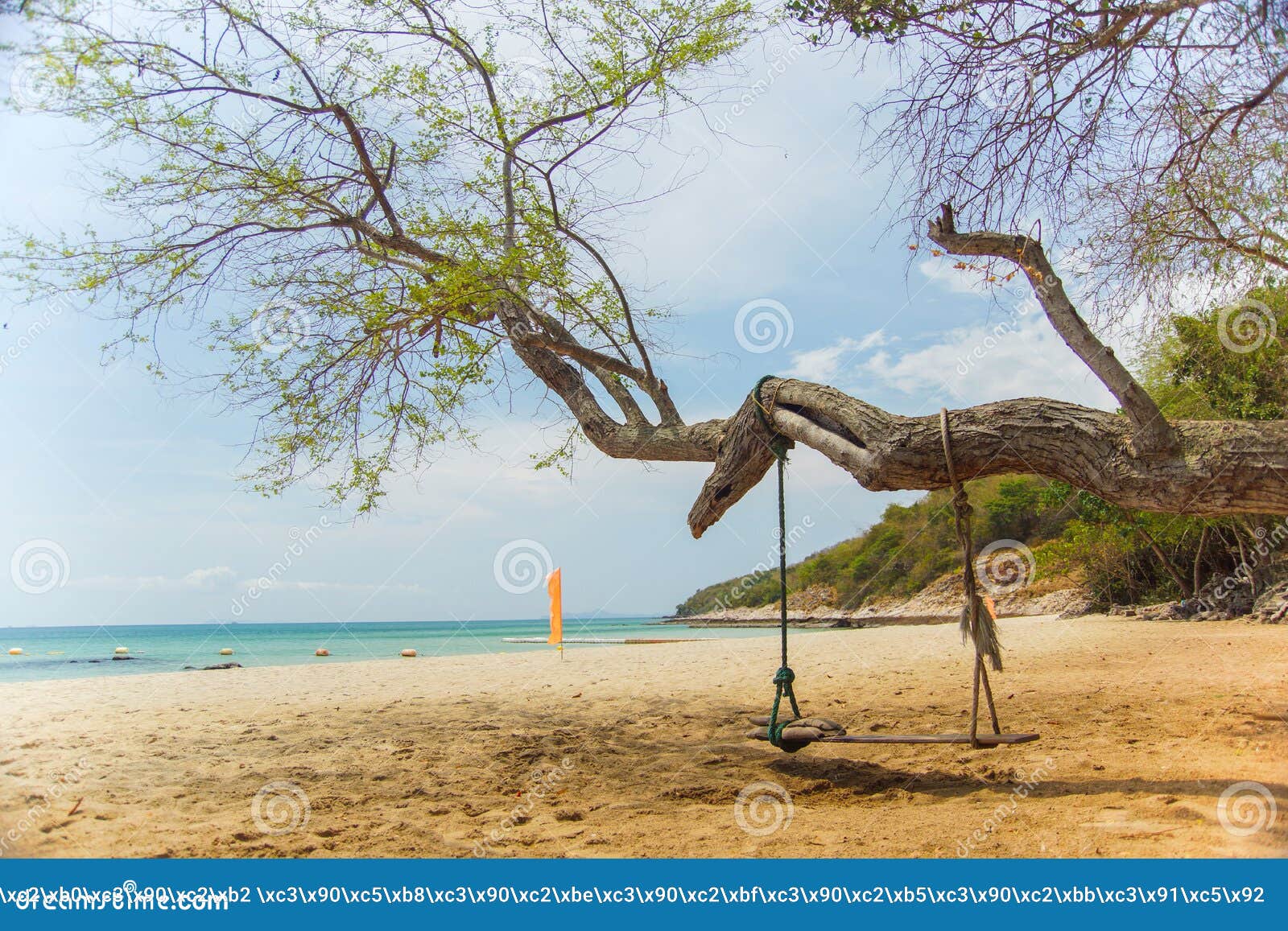 Swing on a Tree on the Beach on a Sunny Day Stock Image - Image of ...