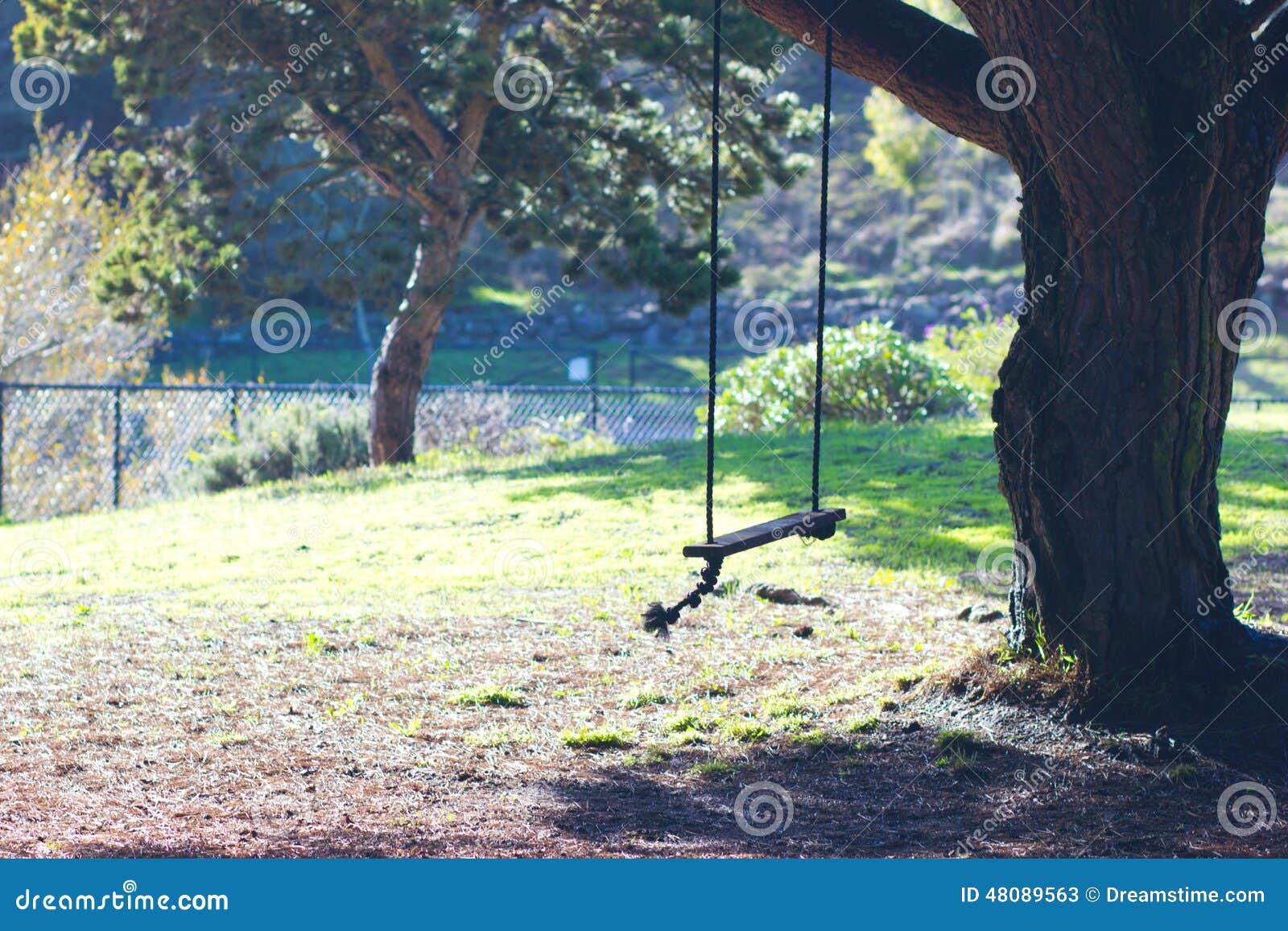 Swing on a Tree stock image. Image of hanging, peace - 48089563
