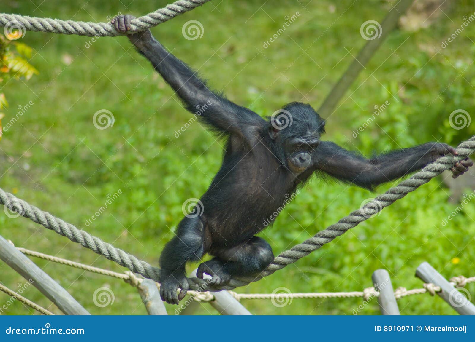 Swinging ape stock image. Image of mammal, power, face - 8910971