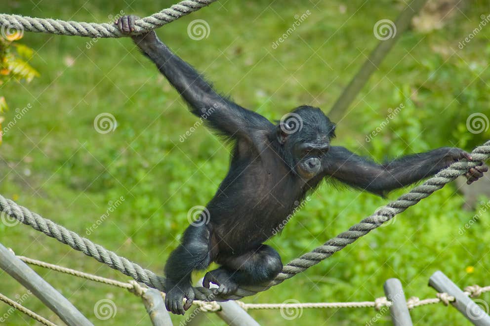 Swinging ape stock image. Image of mammal, power, face - 8910971