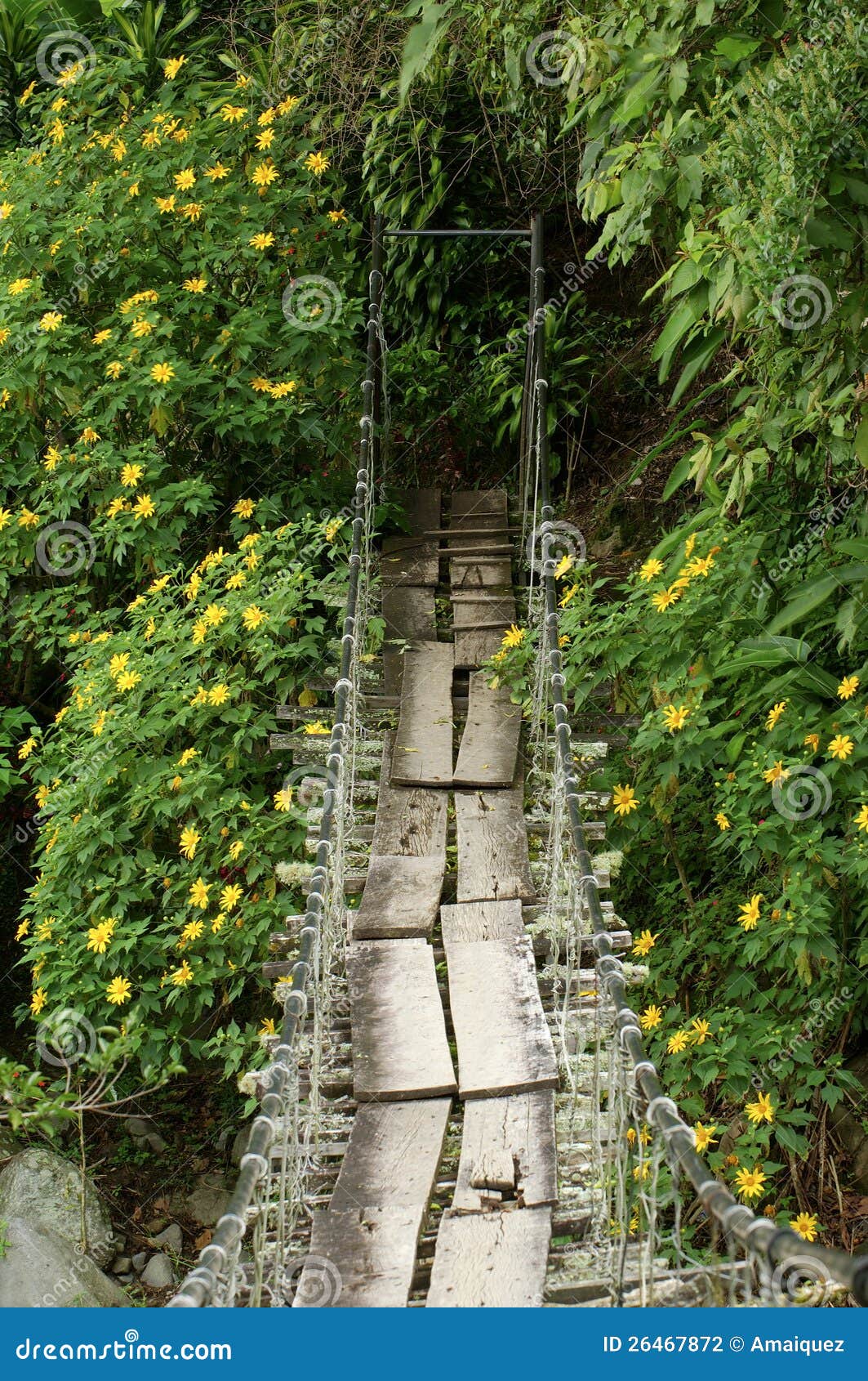 Swinging bridge stock photo. Image of nature, boquete - 26467872