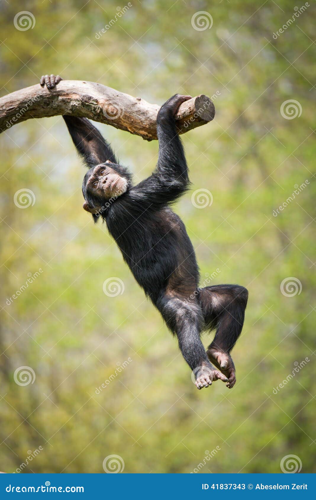 Swinging Chimp II stock image. Image of nature, states - 41837343