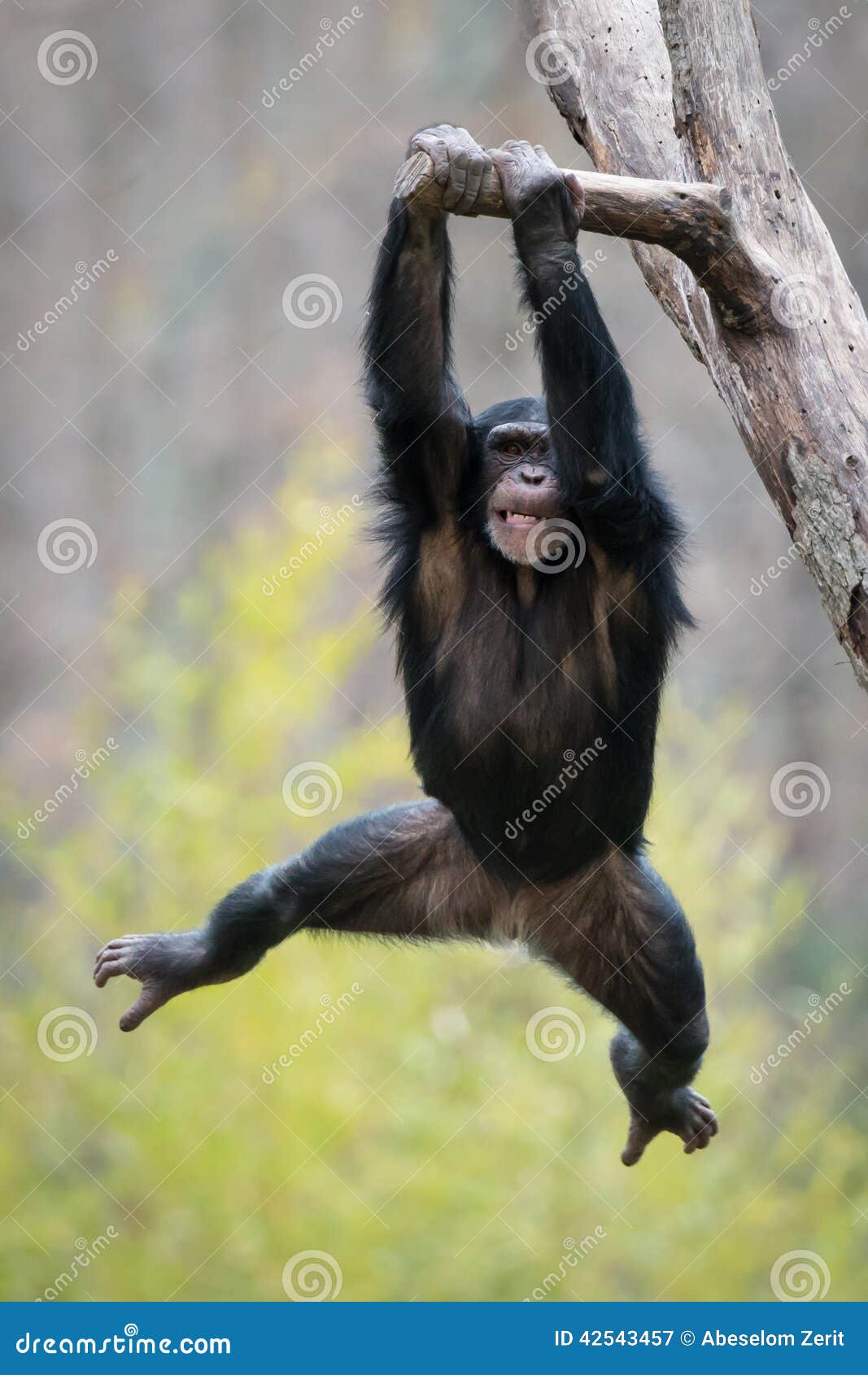 Swinging Chimp II Stock Photo - Image: 42543457