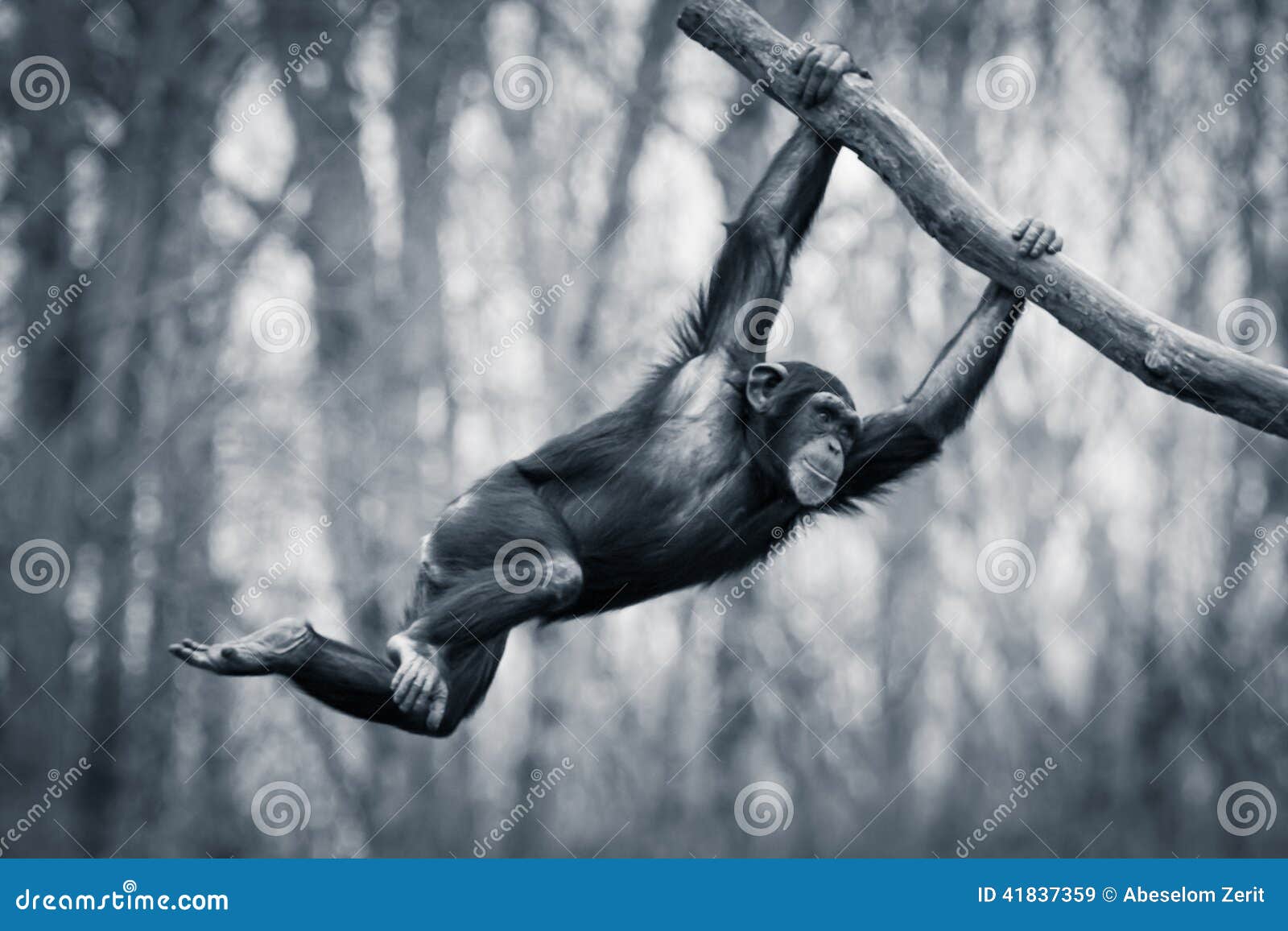 Swinging Chimp III stock image. Image of swinging, monkey - 41837359