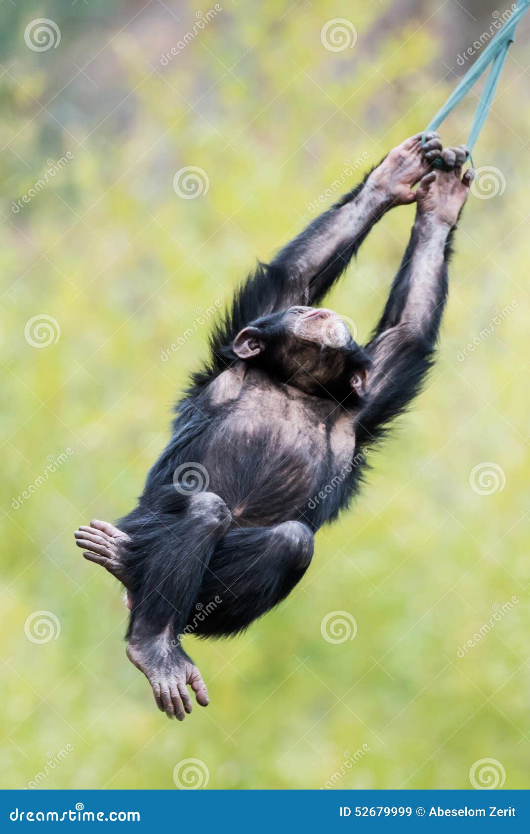 Swinging Chimp III stock image. Image of monkey, baby - 52679999