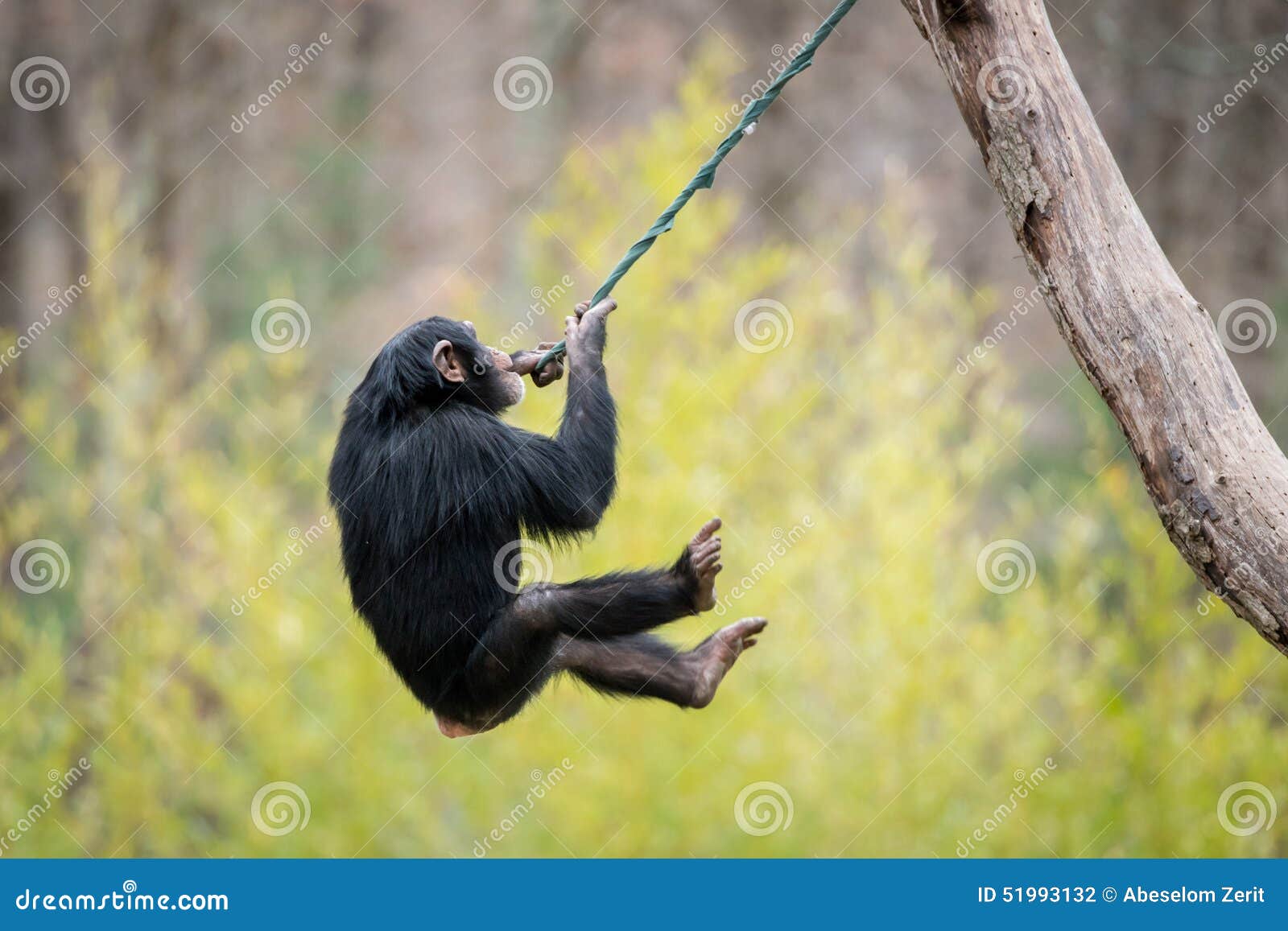 Swinging Chimp V stock photo. Image of primate, nature - 51993132
