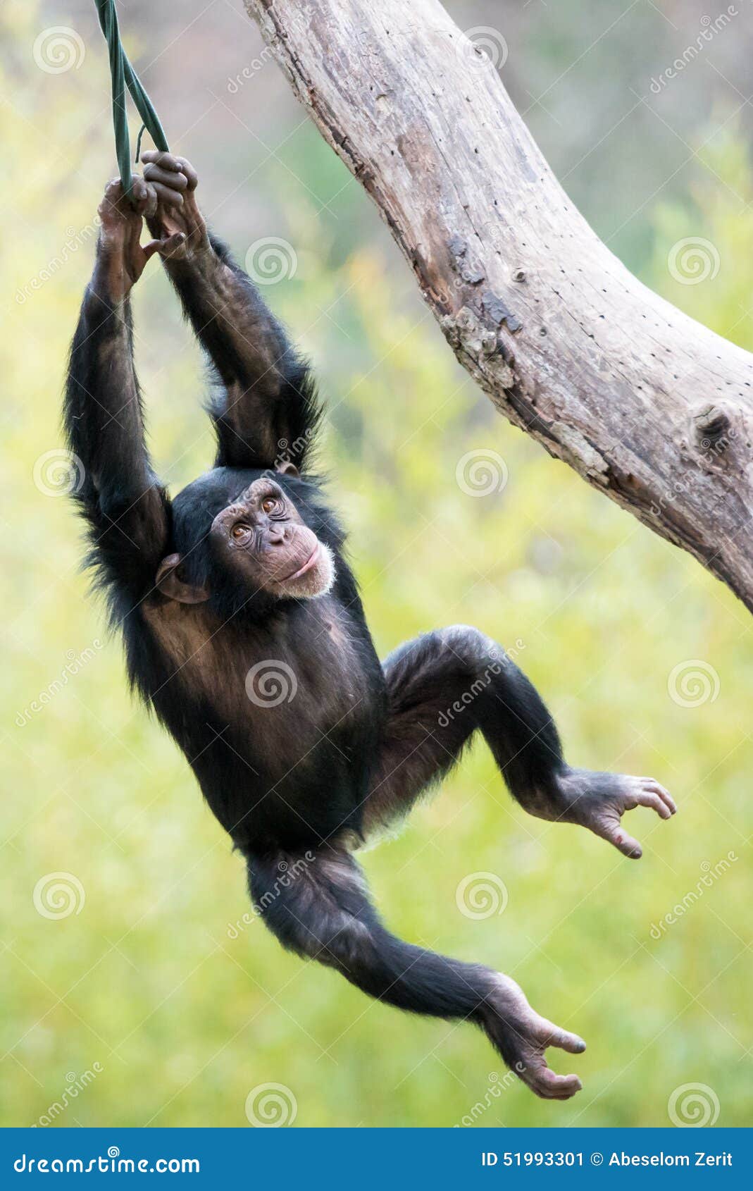 Trees Swining In Chimpanzees