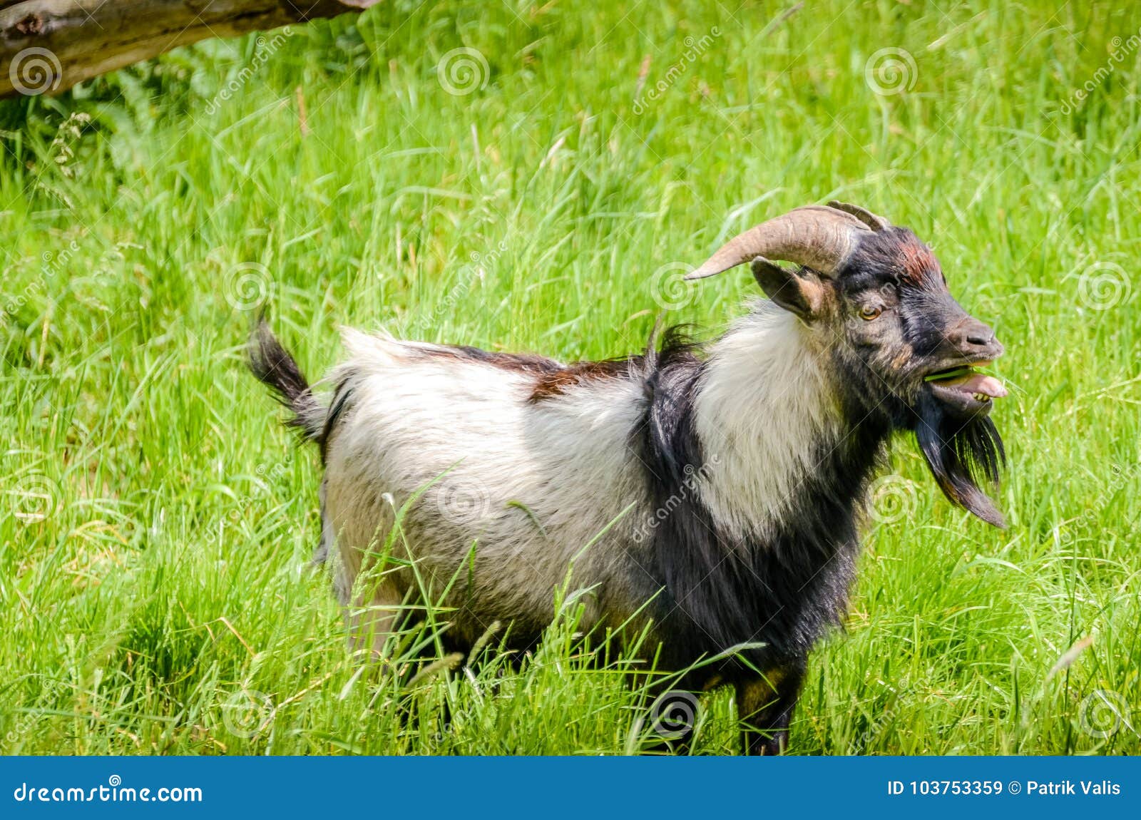 Swinging Goat Standing in Tall Grass. Stock Image - Image of heath ...