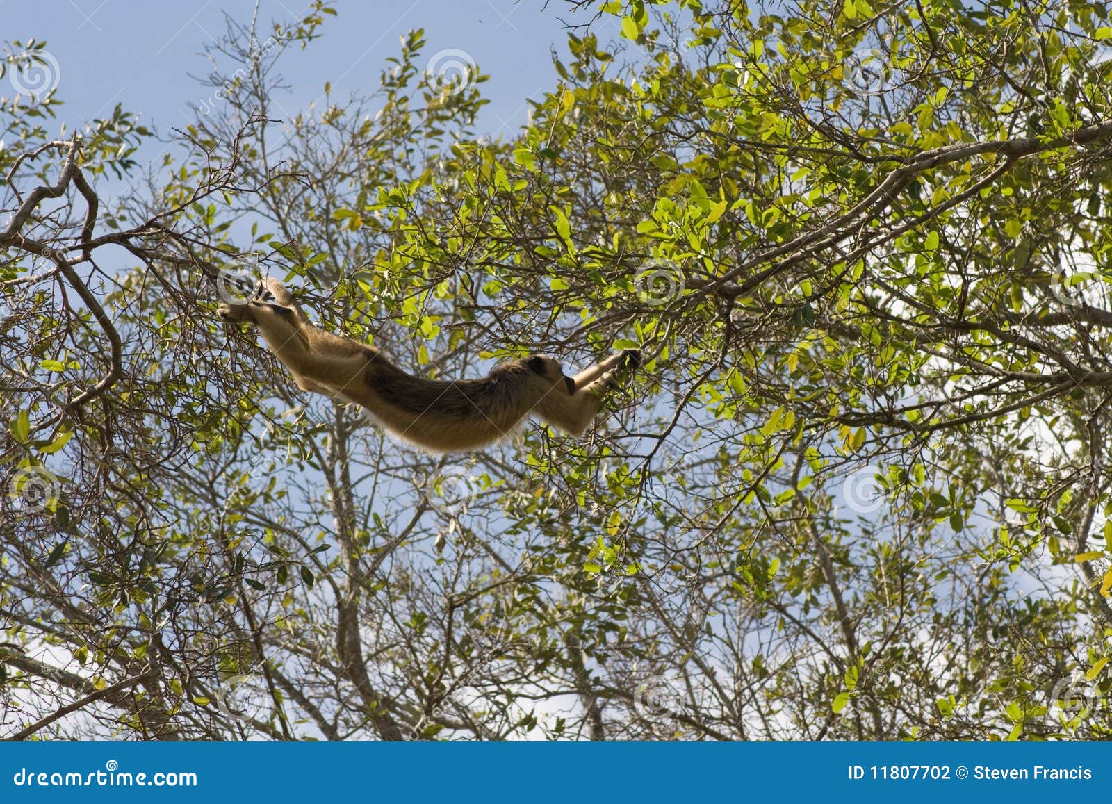 Swinging Howler Monkey in Pantanal, Brazil Stock Photo - Image of wild ...