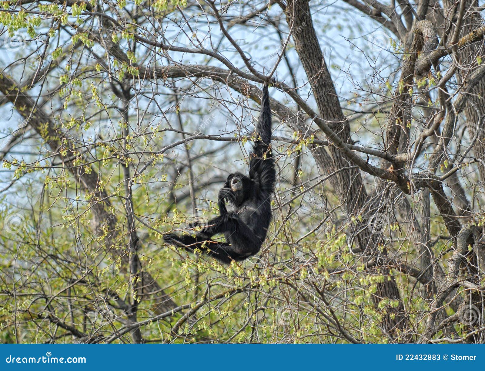 Swinging monkey stock image. Image of oklahoma, hanging - 22432883
