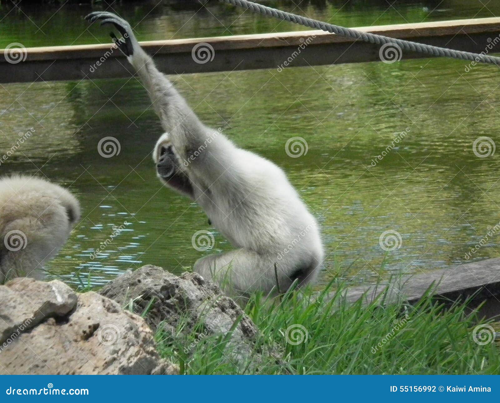 Swinging Monkey stock photo. Image of mammals, primate - 55156992