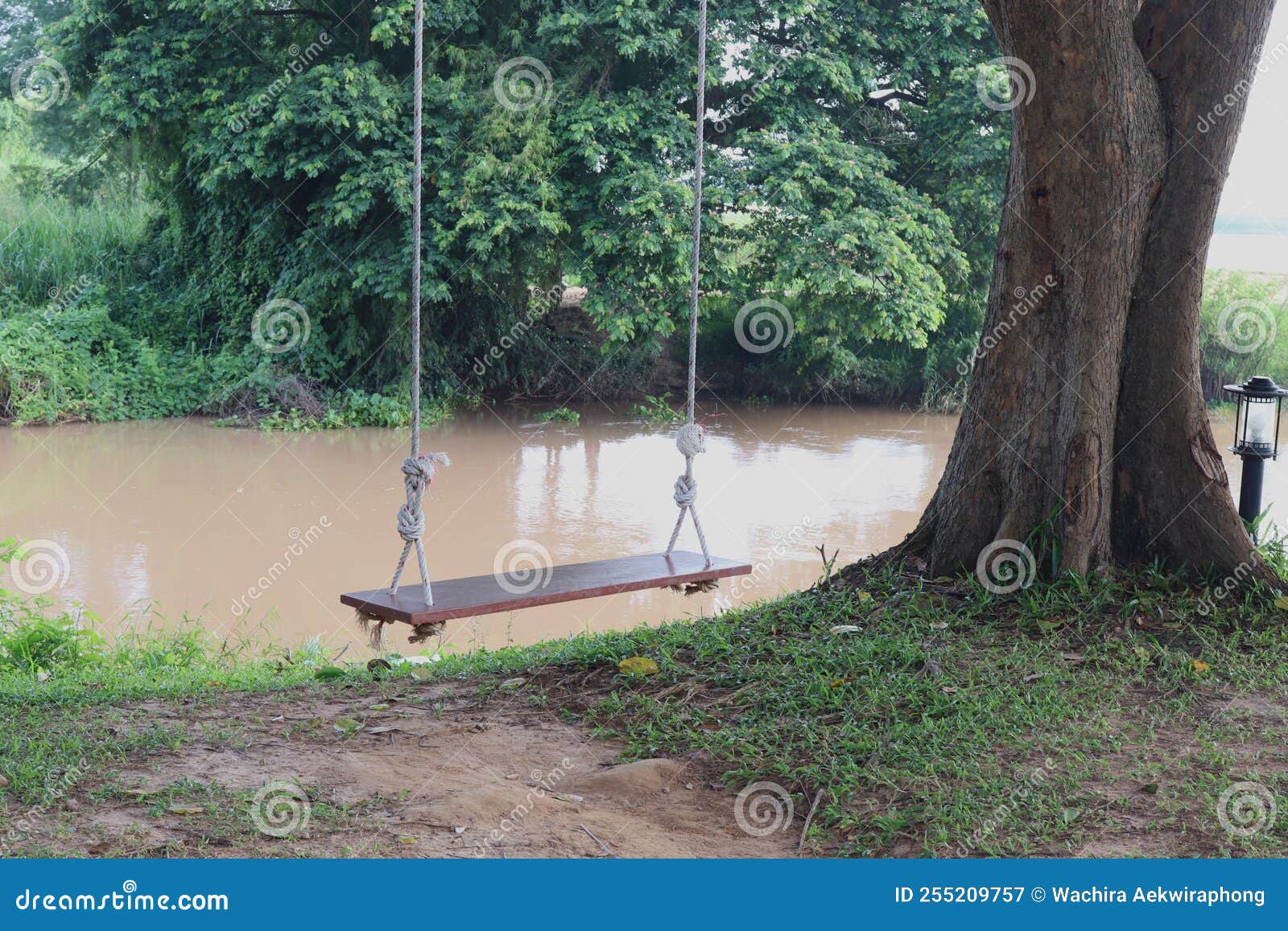 Swings Hanging Under a Tree beside the River Stock Image - Image of ...