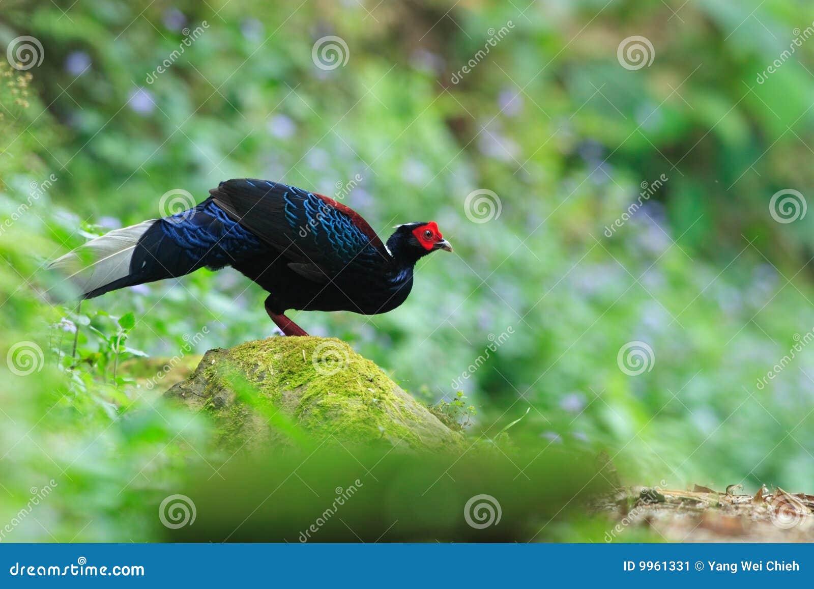 Swinhoe s Blue Pheasant stock image. Image of animal, yuhina - 9961331