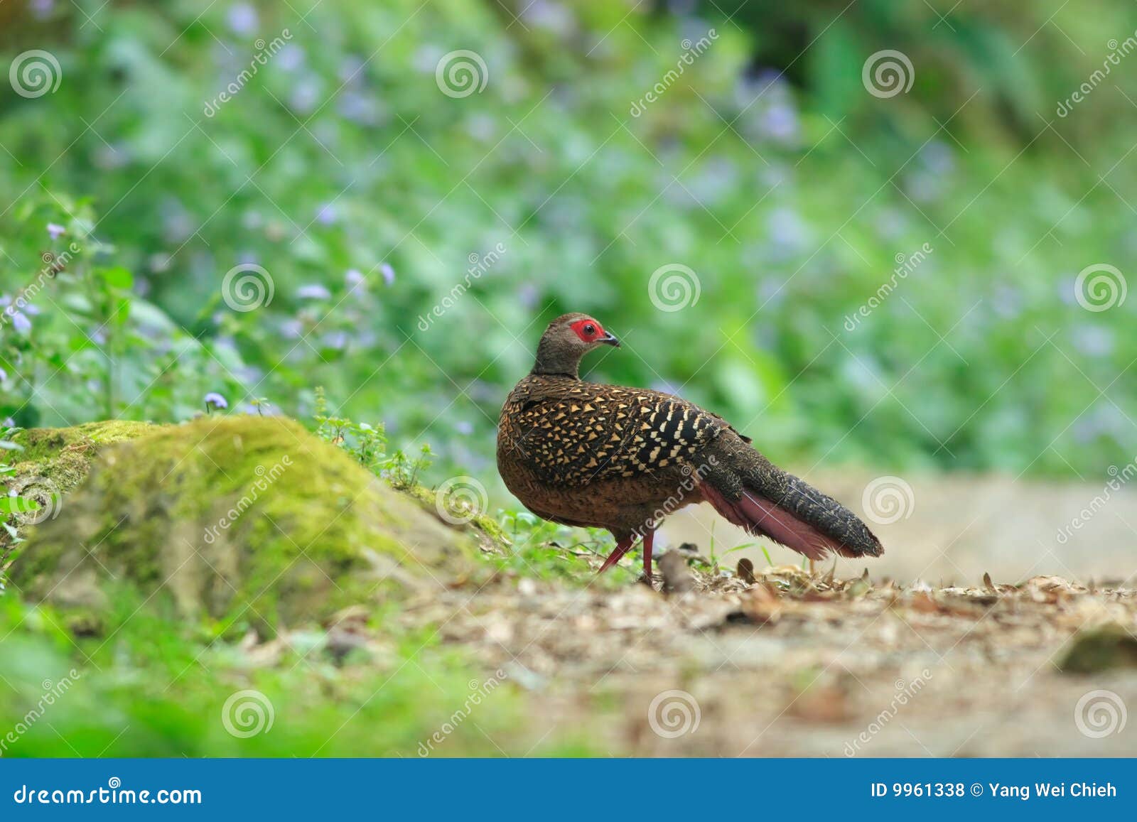 Swinhoe s Blue Pheasant stock photo. Image of auroreus - 9961338