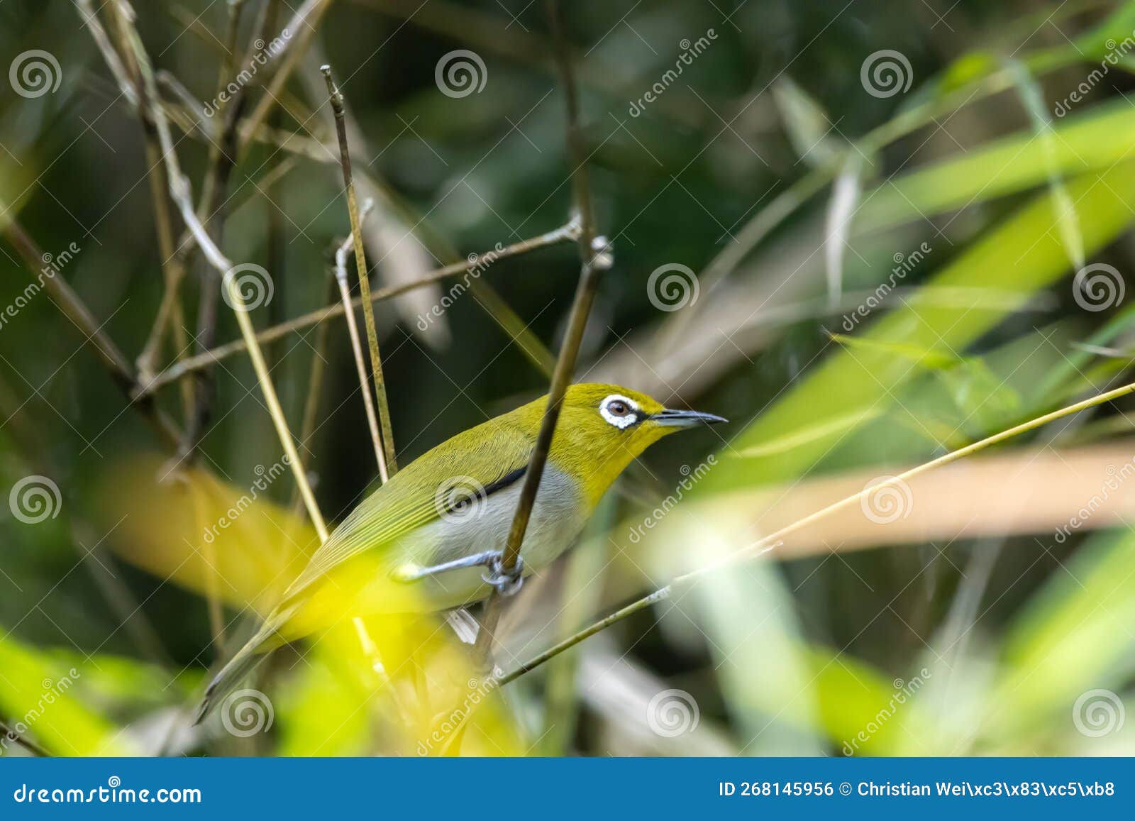 Swinhoes White Eye, Zosterops Simplex Stock Photo - Image of lovely ...