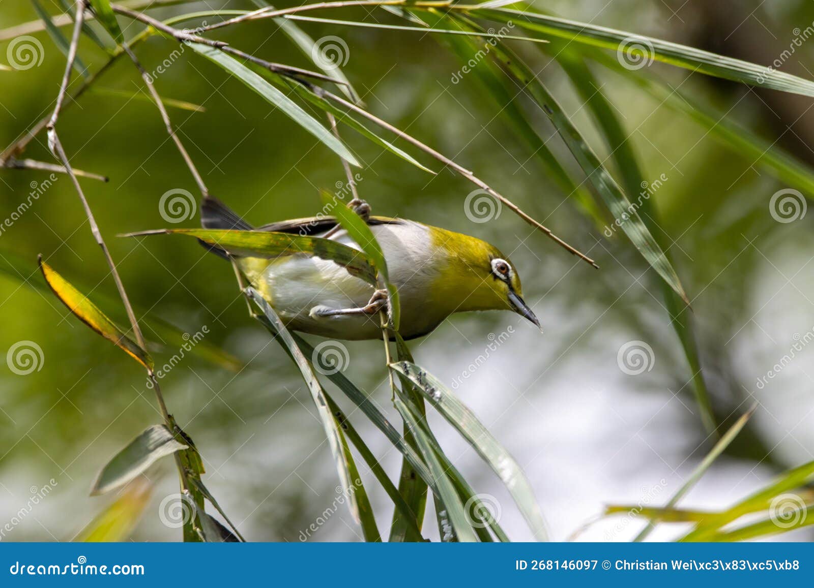 Swinhoes White Eye, Zosterops Simplex Stock Image - Image of zoology ...