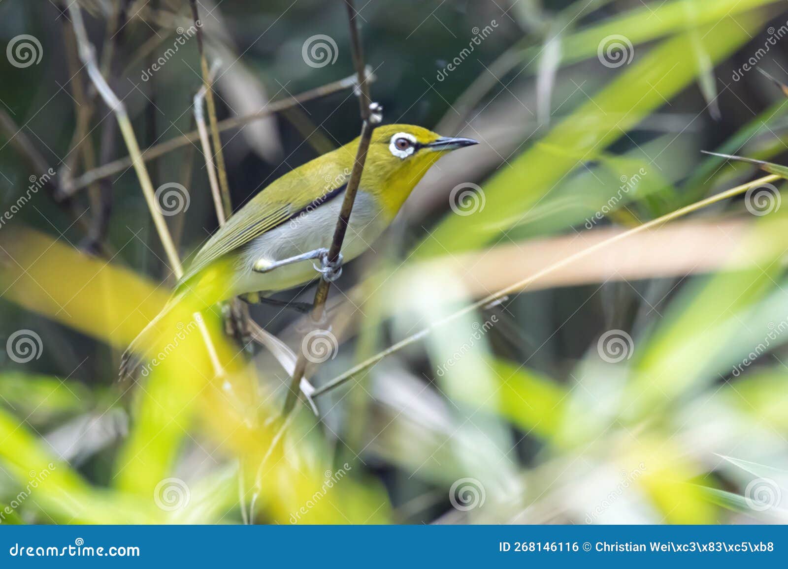 Swinhoes White Eye, Zosterops Simplex Stock Photo - Image of simplex ...