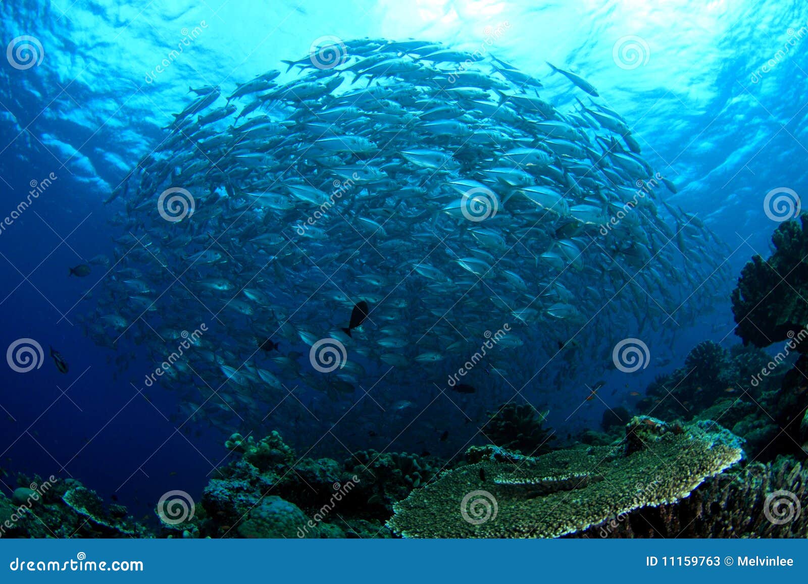 Swirl of fish stock image. Image of swimming, life, marines - 11159763