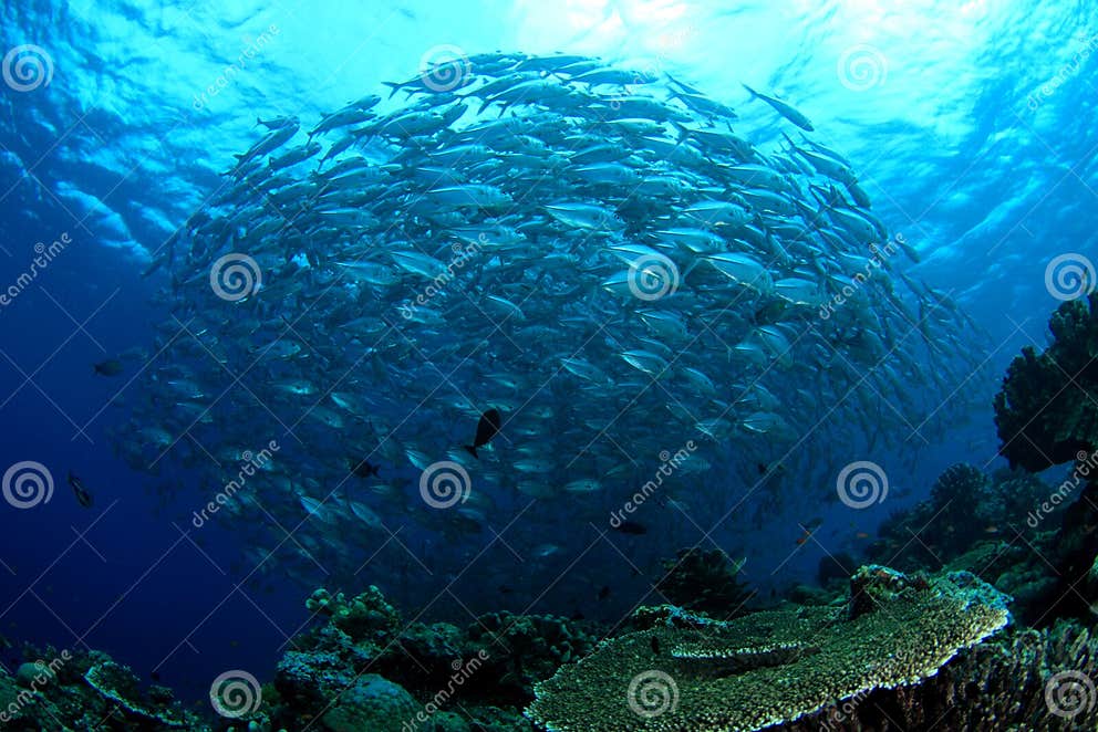 Swirl of fish stock image. Image of swimming, life, marines - 11159763
