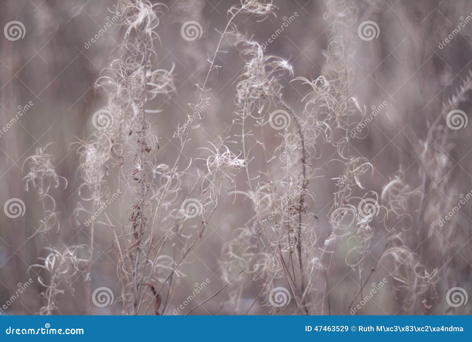 Swirl of nature stock image. Image of swirl, nature, bokeh - 47463529