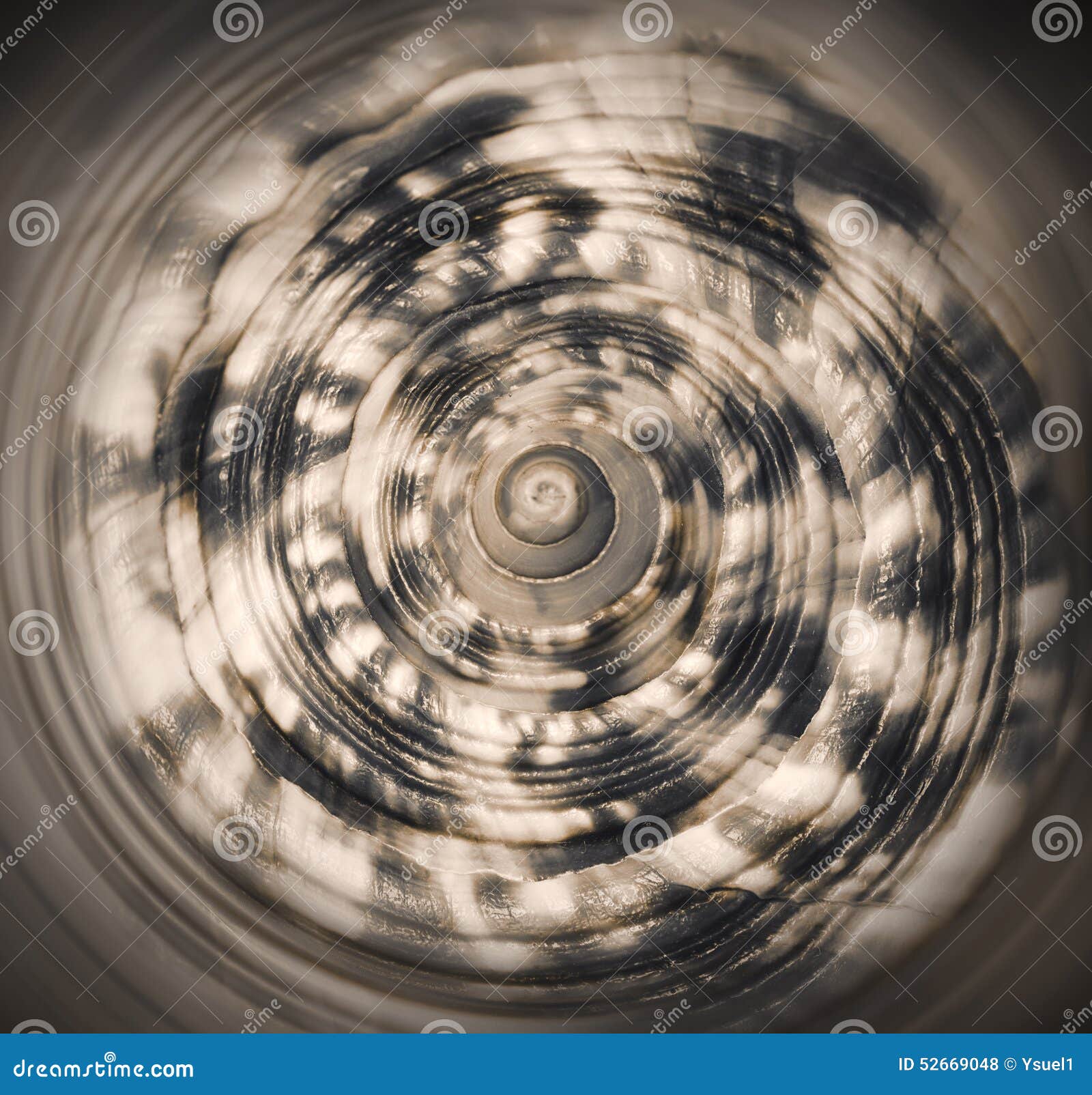 Swirl sea shell 2 stock photo. Image of shell, desaturation - 52669048