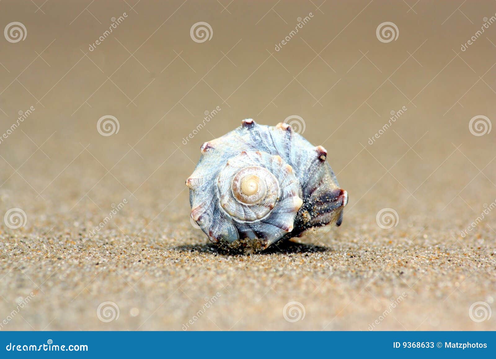 Swirl Shell stock image. Image of fanciful, educated, concentric - 9368633