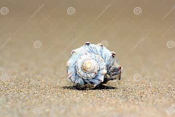 Swirl Shell stock image. Image of fanciful, educated, concentric - 9368633