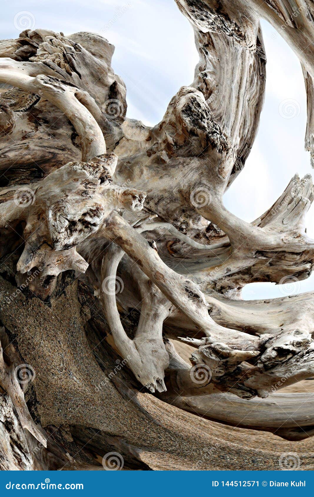 Swirled Root System of Weathered Eroded Tree Trunk Washed Up on the ...