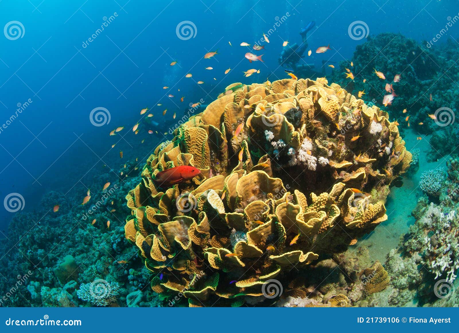 Swirling fish stock photo. Image of swirly, reef, scene - 21739106