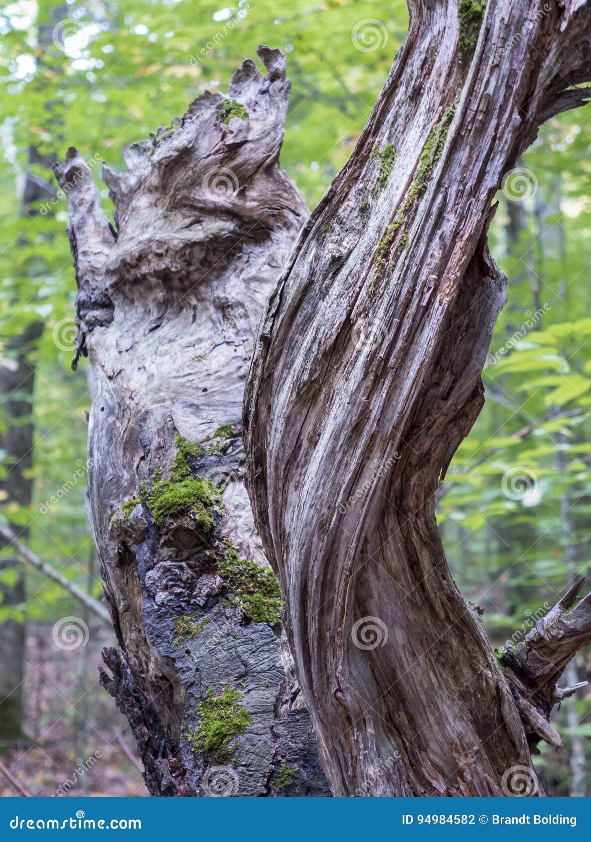 Swirling Old Tree Trunk stock photo. Image of tree, trunk - 94984582