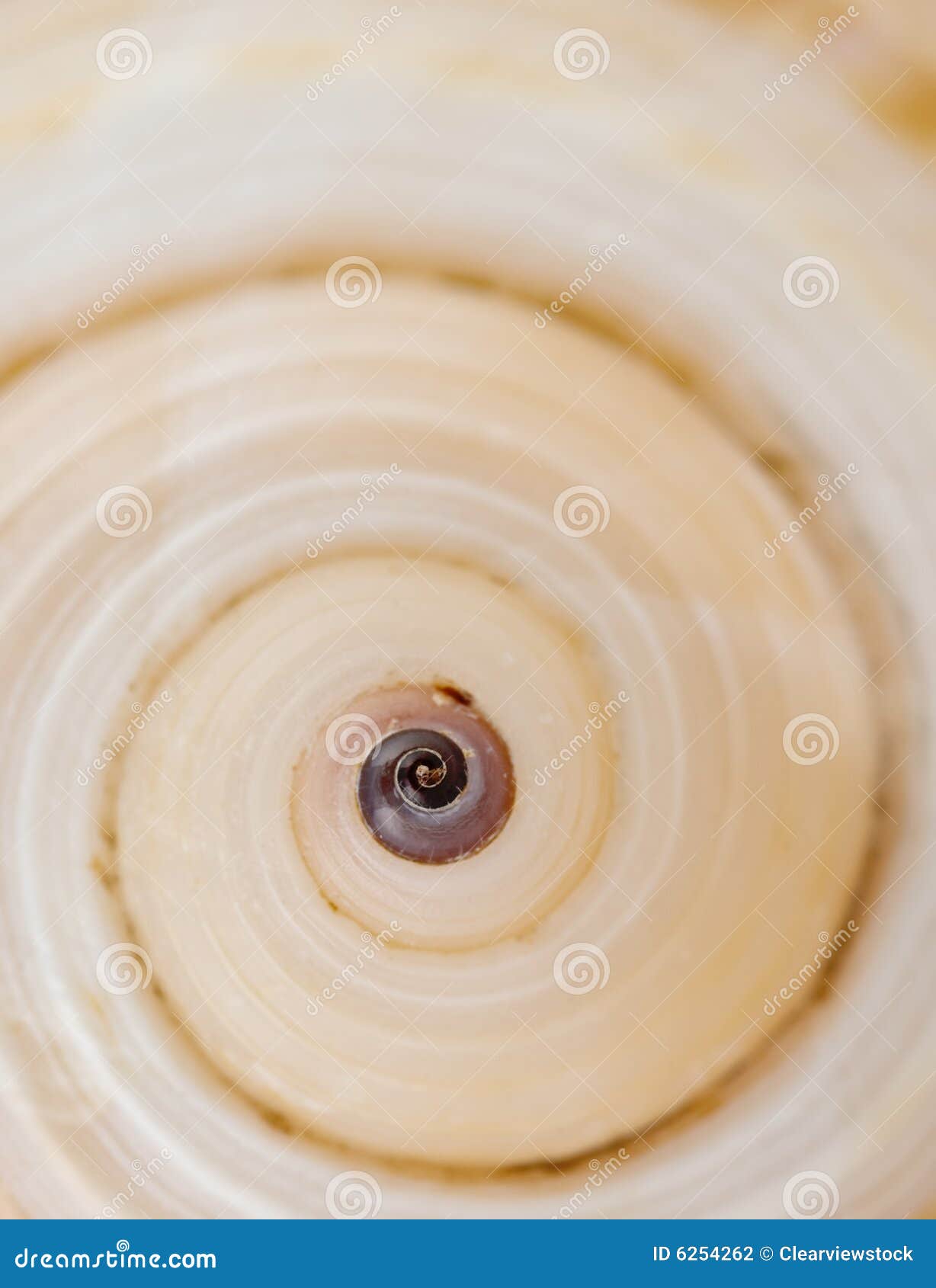 Swirling shell stock photo. Image of invertebrate, swirl - 6254262