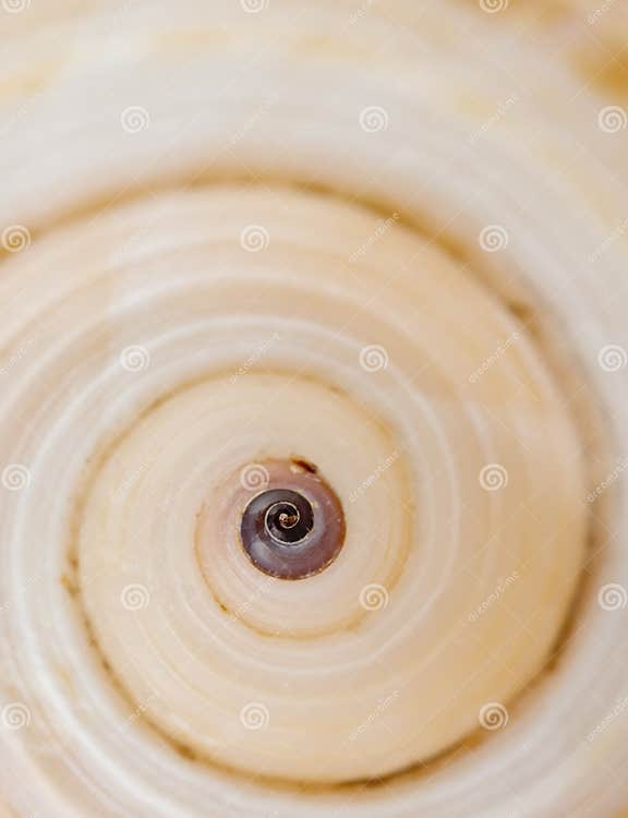 Swirling shell stock photo. Image of invertebrate, swirl - 6254262