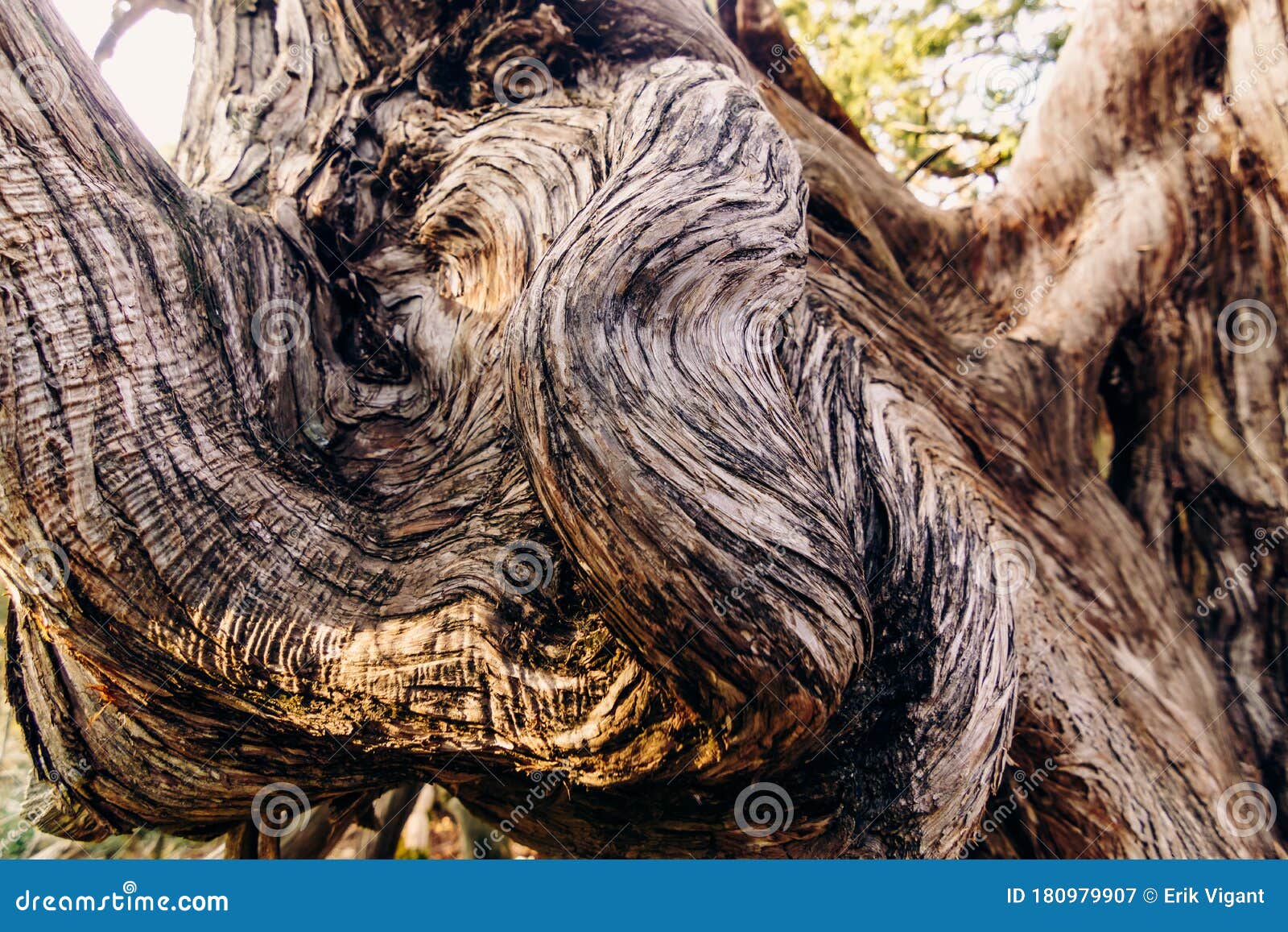 The Swirling Texture of the Deformed Trunk of a Large Old Juniper Tree ...