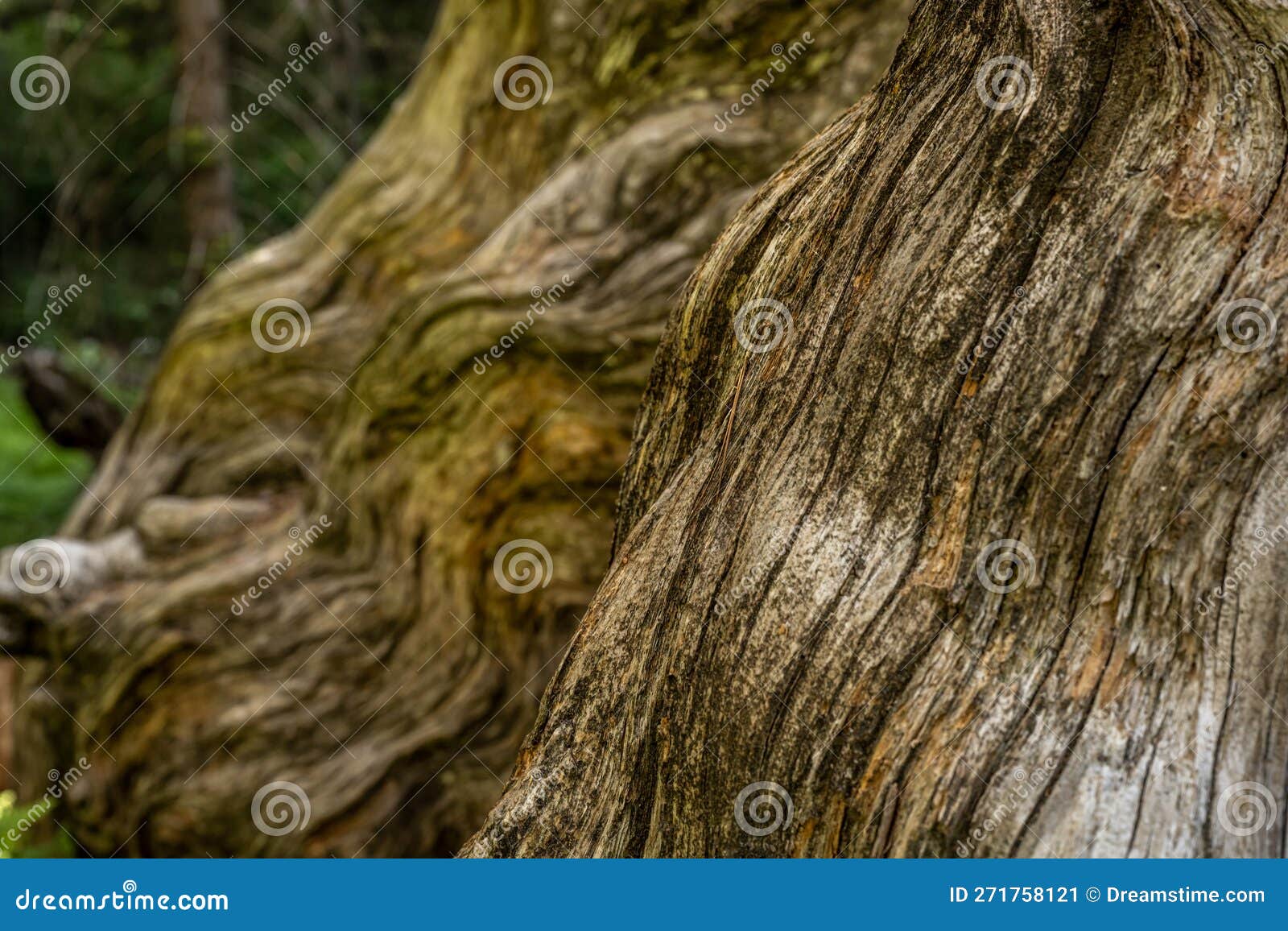 Swirling Texture of Tree Roots in Kings Canyon Stock Image - Image of ...