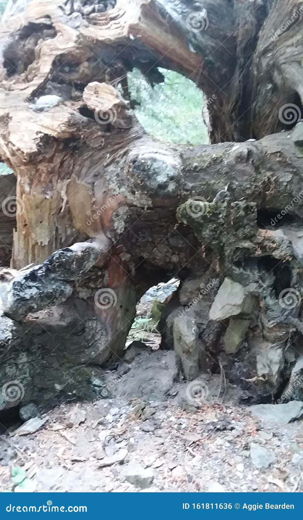 Swirling Uprooted Stump stock photo. Image of stump - 161811636