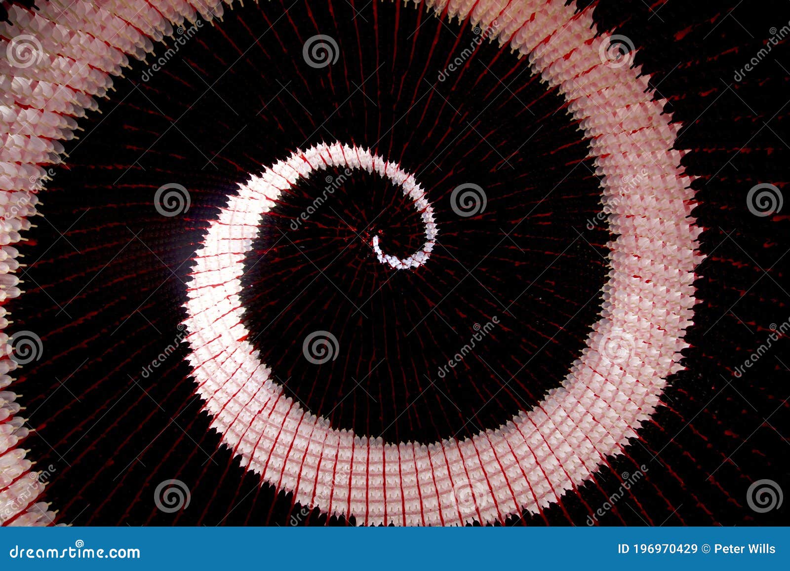 Pink and Black Swirling Vortex Stock Image - Image of display, abstract ...
