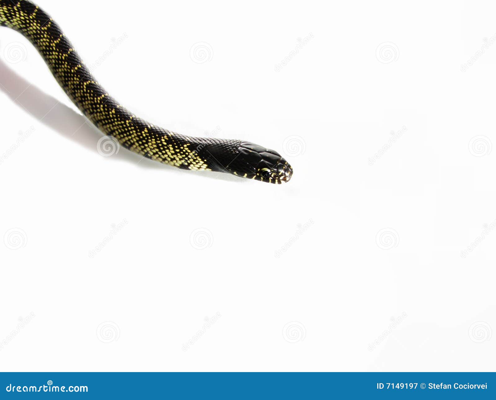Swirling world stock image. Image of swirl, black, snake - 7149197