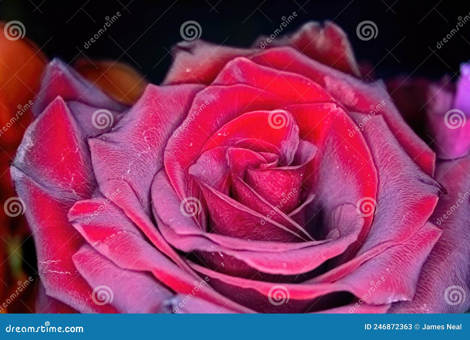 The Swirls of a Red Edged Rose Stock Image - Image of closeup, flowers ...