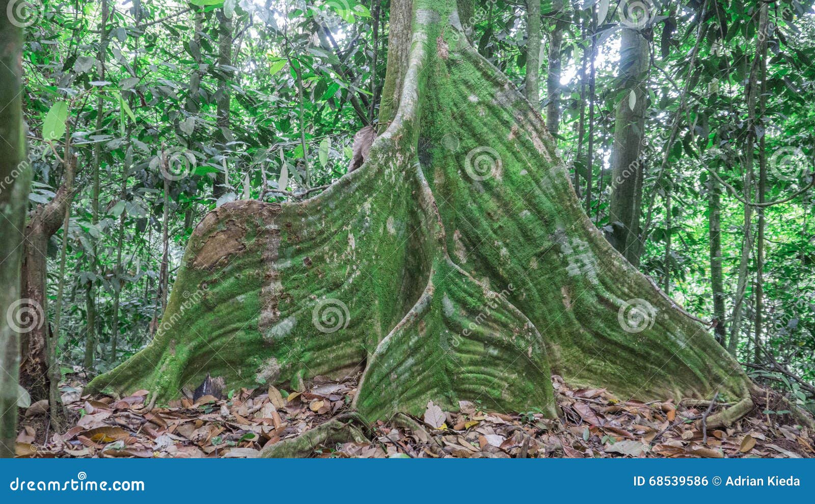 Swirly tree base stock photo. Image of text, travel, ground - 68539586