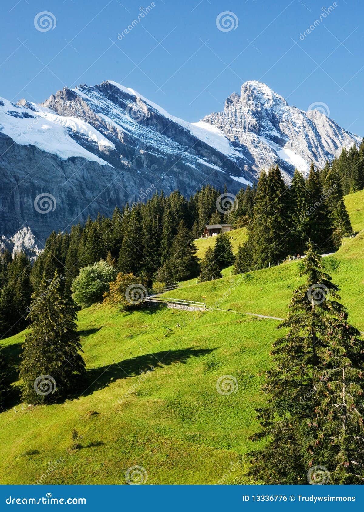 Swiss Alps and Green Meadow Stock Photo - Image of pine, hiking: 13336776