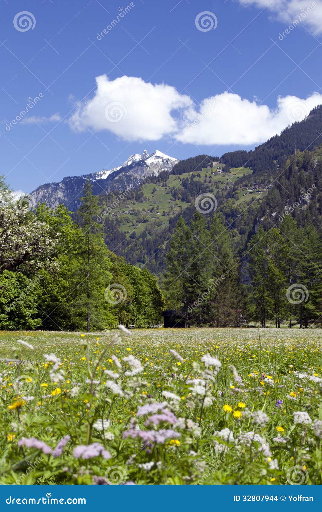 Swiss Alps Spring Meadow with Mountain View Stock Photo - Image of ...