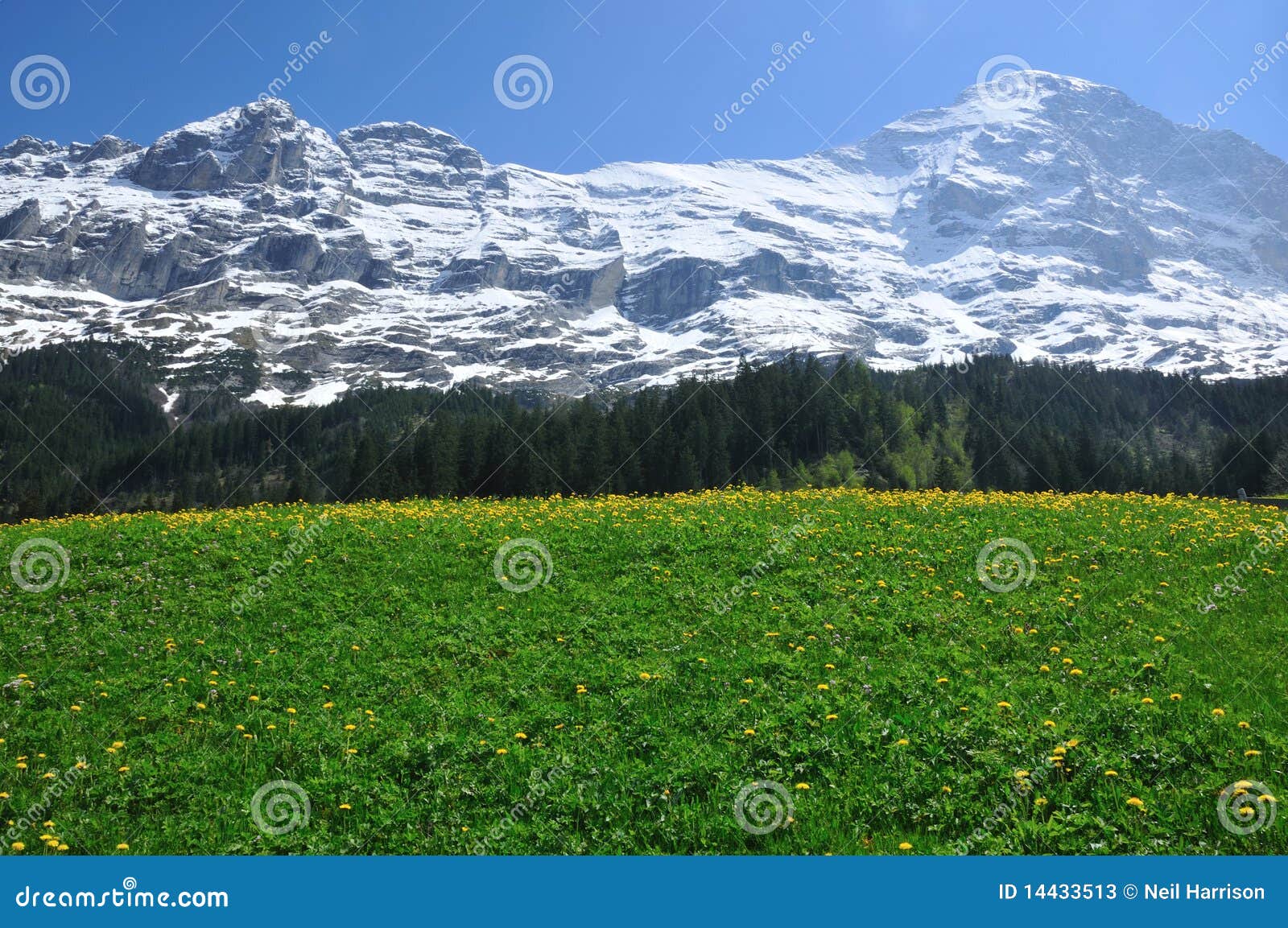 Swiss Alps in spring stock image. Image of eiger, sports - 14433513