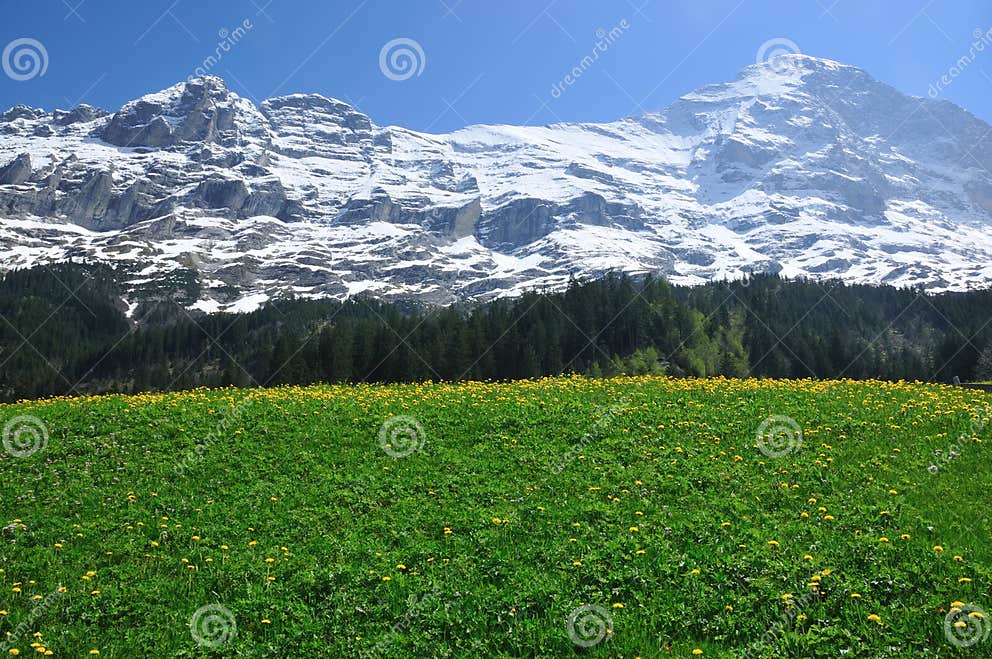 Swiss Alps in spring stock image. Image of eiger, sports - 14433513