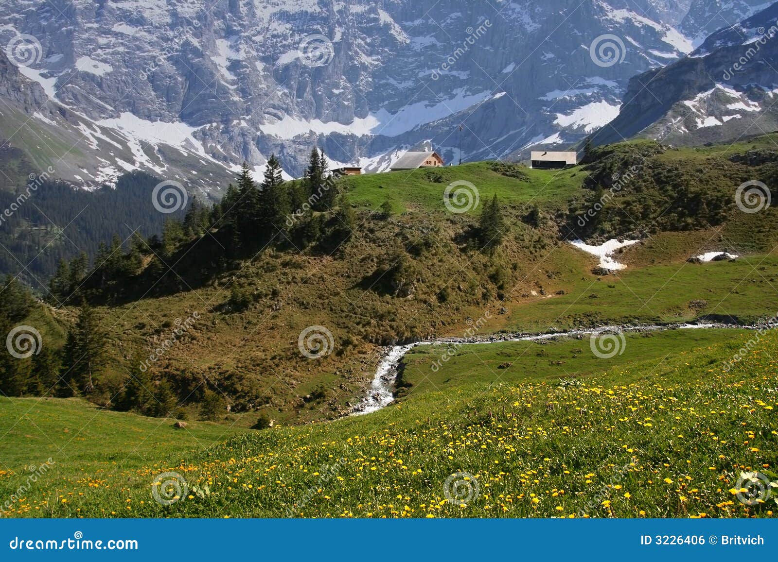 Swiss Alps in summer stock photo. Image of alpines, snowy - 3226406