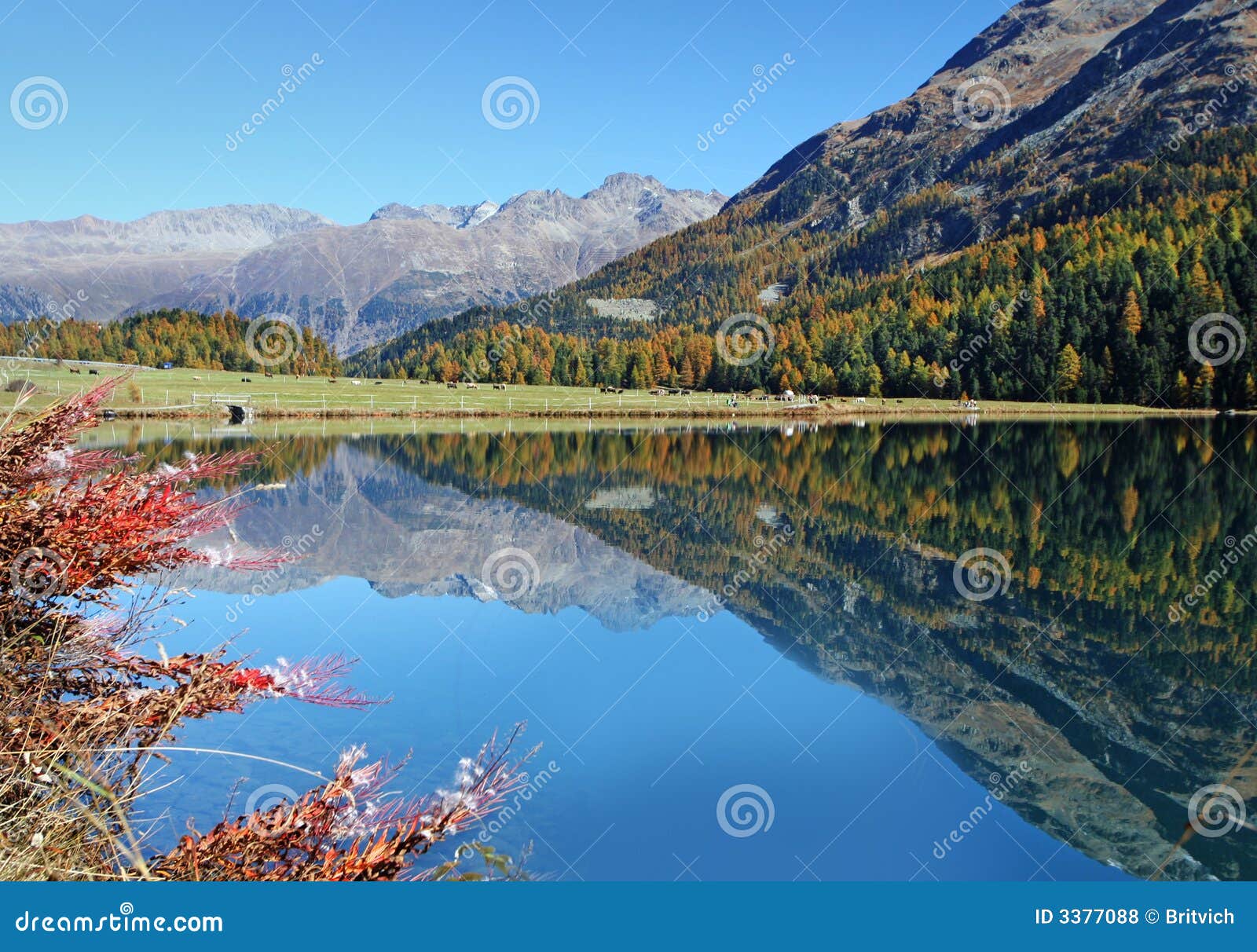 Swiss autumn lake stock photo. Image of earth, bush, branch - 3377088