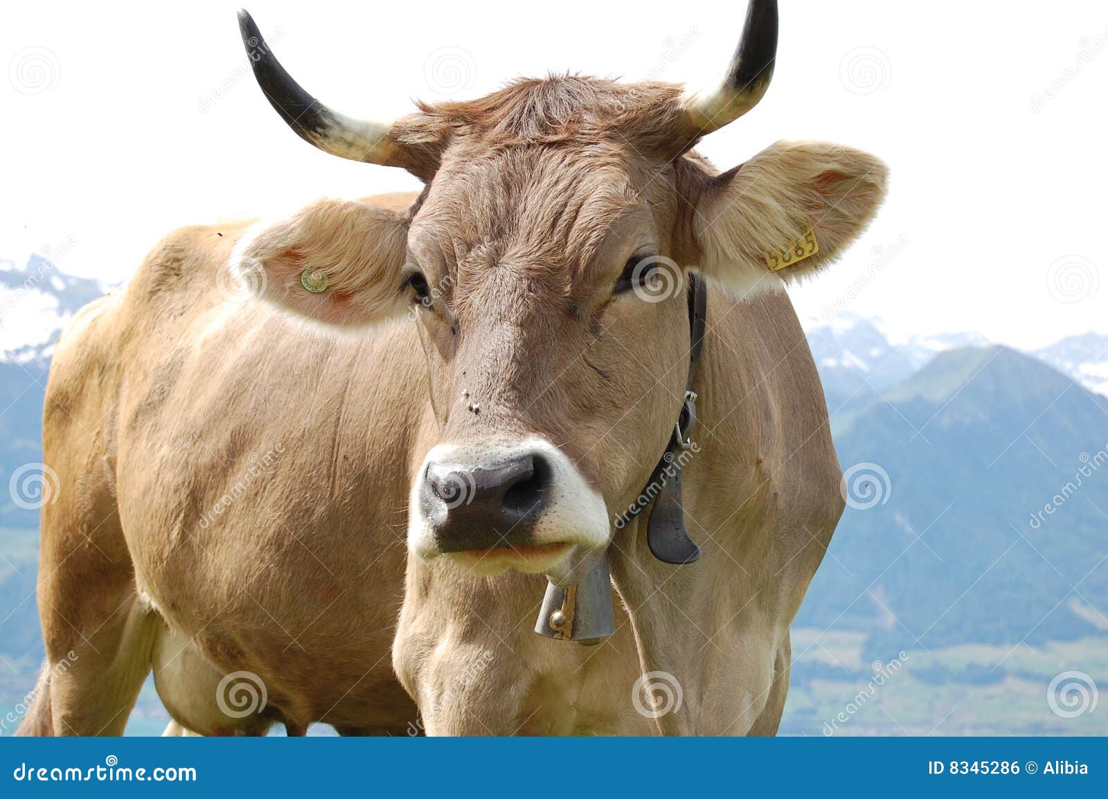 Swiss Brown Cattle 2 stock photo. Image of cheese, european - 8345286