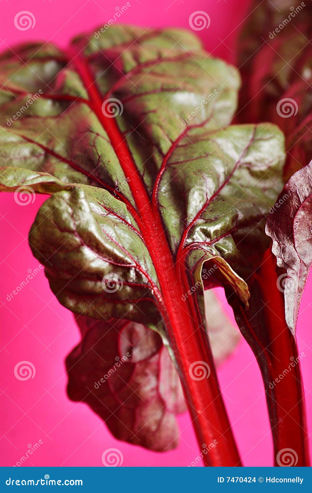 Swiss chard stock photo. Image of root, fresh, colorful - 7470424