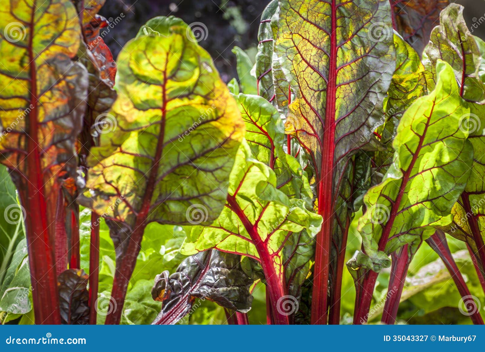 Swiss Chard stock image. Image of grown, spring, beetroot - 35043327